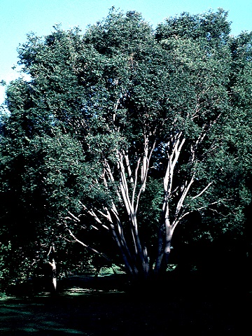 Zelkova sinica (Chinese Zelkova) Seed Description