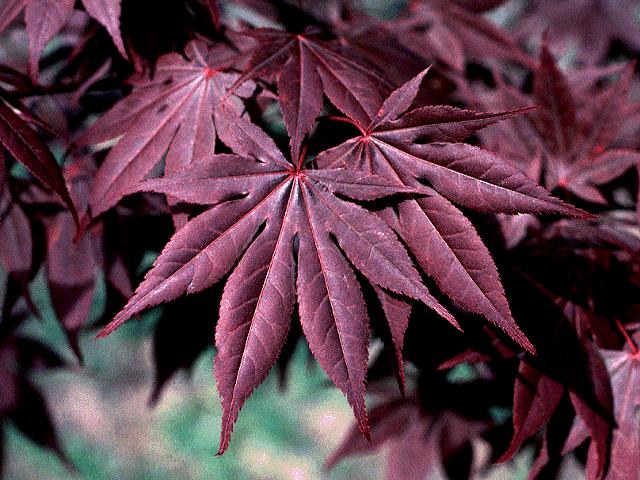 Acer palmatum atropurpureum d.w. (Bloodleaf Japanese Maple) Seed ...