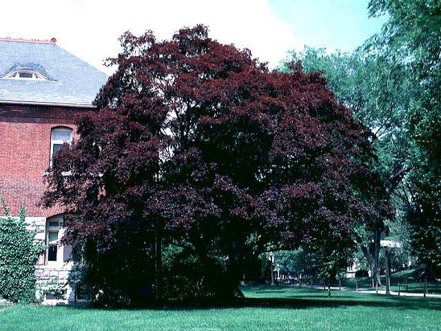 Acer palmatum atropurpureum d.w. (Bloodleaf Japanese Maple) Seed ...