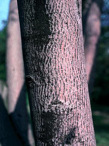 Amelanchier canadensis c.s. (Shadblow Serviceberry) Seed Description