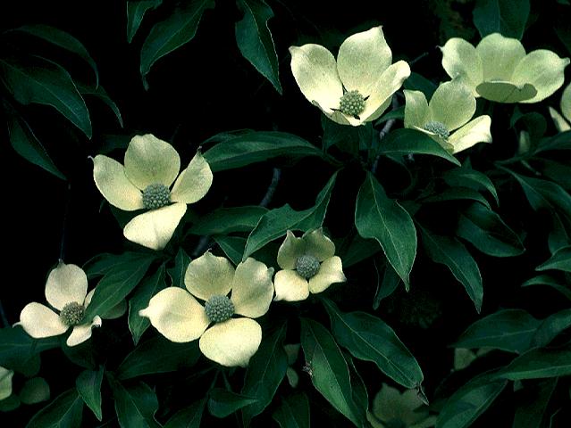 Cornus capitata (Evergreen Dogwood) Seed Description