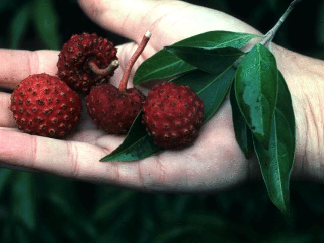 Cornus capitata (Evergreen Dogwood) Seed Description