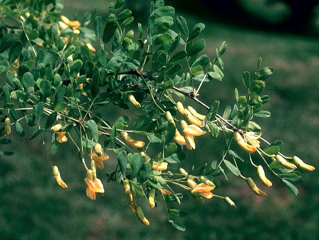 Caragana arborescens (Siberian Pea Tree) Seed Description
