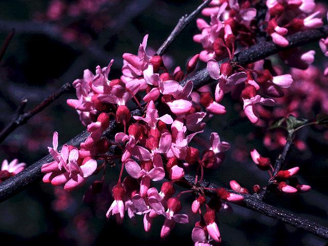 Cercis canadensis (Eastern Redbud) Seed Description