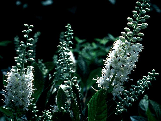 Clethra alnifolia (Summersweet) Seed Description