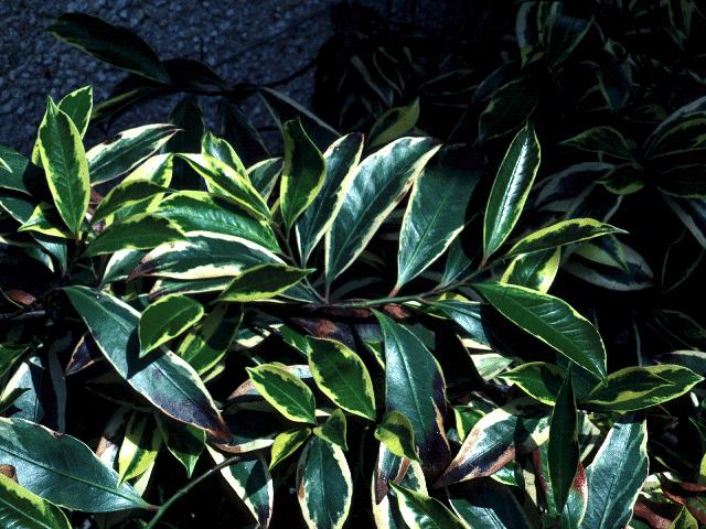 Cleyera japonica (Japanese Cleyera) Seed Description