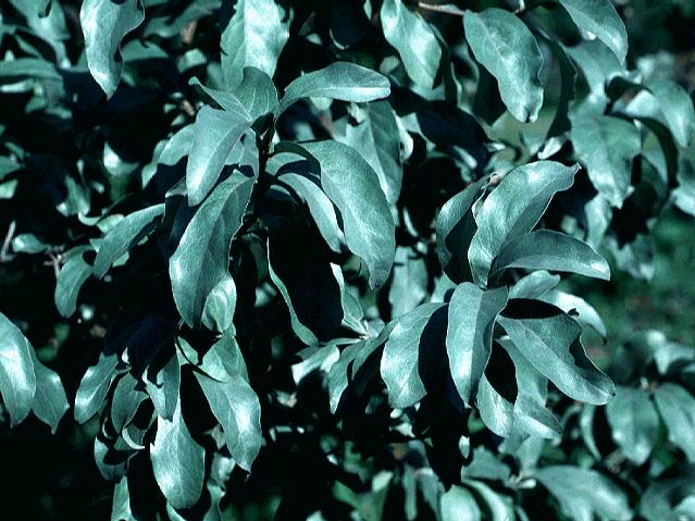 Elaeagnus commutata (Silverberry) Seed Description