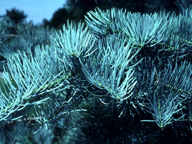 Abies concolor (Concolor Fir) Seed Description