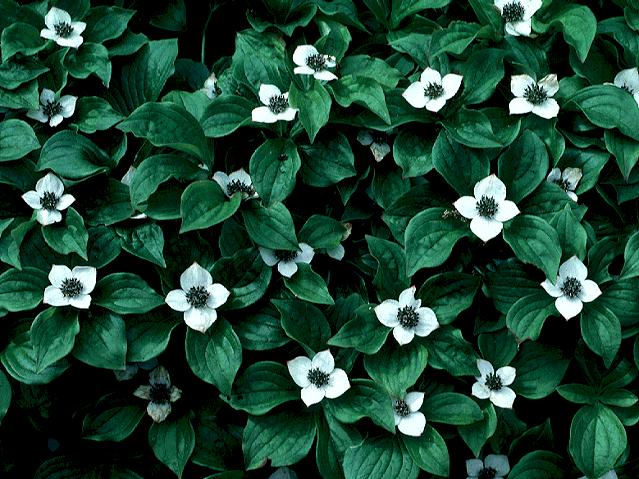 Cornus canadensis (Bunchberry) Seed Description