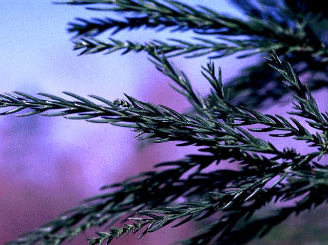 Cryptomeria japonica (Cryptomeria) Seed Description