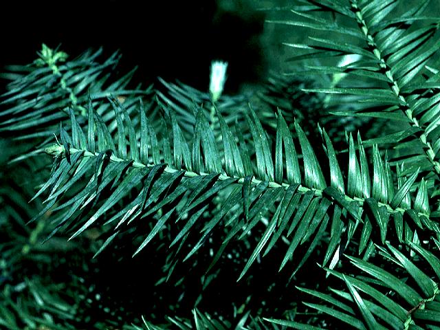 Cuninghamia lanceolata (Chinese Cunninghamia) Seed Description