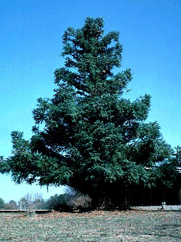 F.W. Schumacher Tree Seed for Sale In Stock Catalog :: treeseed, shrub ...