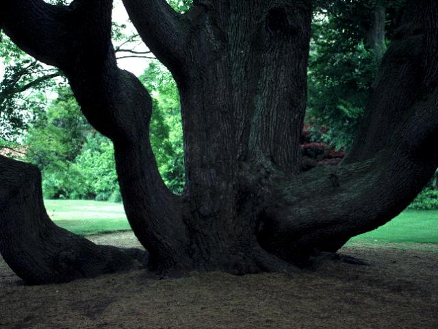 Cedrus deodara (Deodar Cedar) Seed Description