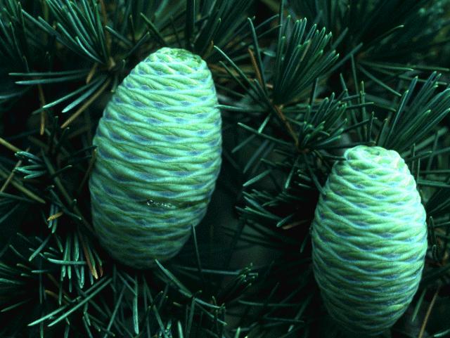 Cedrus deodara (Deodar Cedar) Seed Description