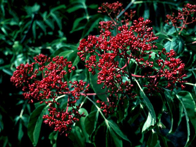 Euodia danielli (Evodia) Seed Description