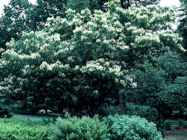 Euodia danielli (Evodia) Seed Description