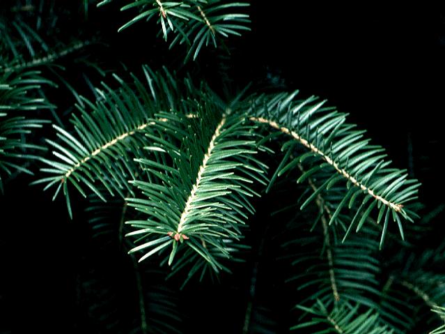 Abies firma Japan (Momi Fir) Seed Description