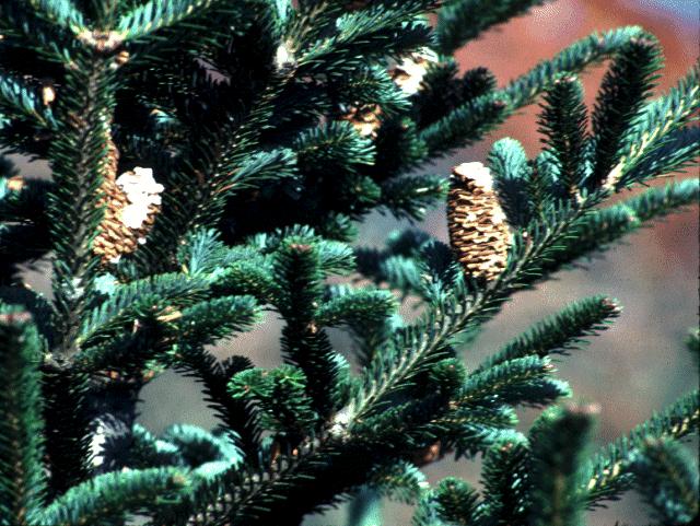 Abies fraseri (Fraser Fir) Seed Description