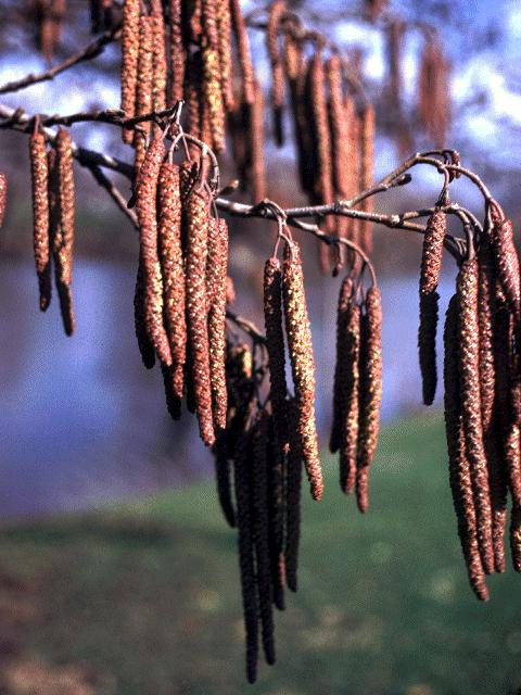 Alnus glutinosa (Black Alder) Seed Description