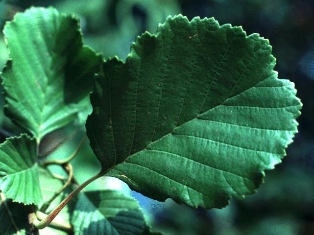 Alnus glutinosa (Black Alder) Seed Description