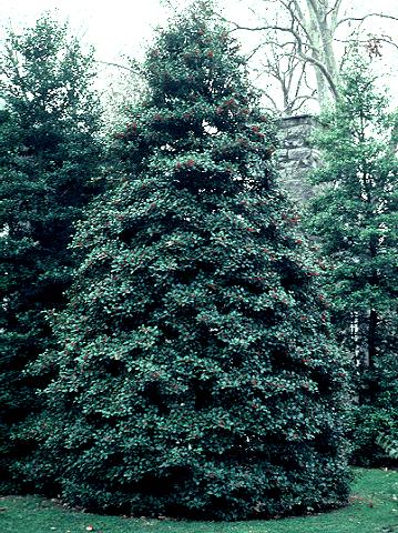 Ilex opaca (American Holly) Seed Description