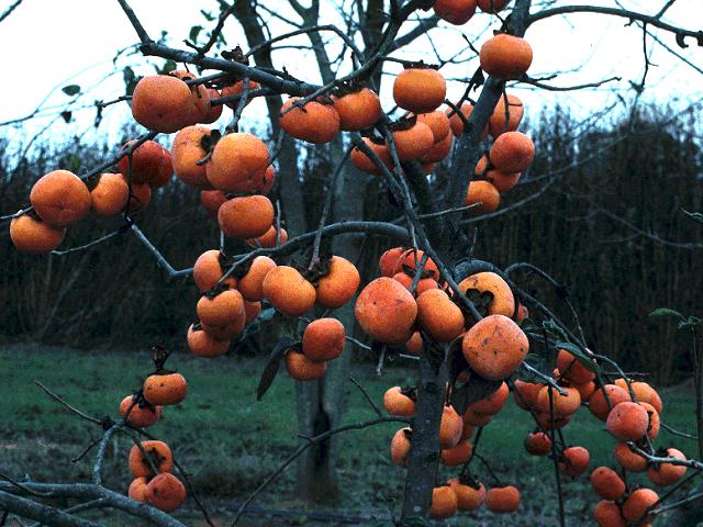 Diospyros kaki (Kaki Persimmon) Seed Description