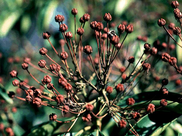 Kalmia latifolia seed/chaff (Mountain Laurel) Seed Description