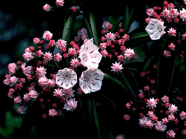 Kalmia latifolia seed/chaff (Mountain Laurel) Seed Description