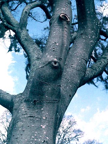 Celtis laevigata (Sugarberry) Seed Description