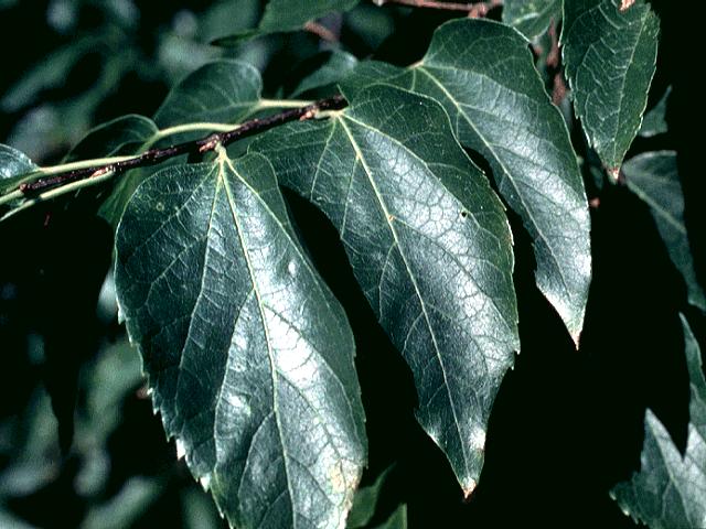 Celtis laevigata (Sugarberry) Seed Description