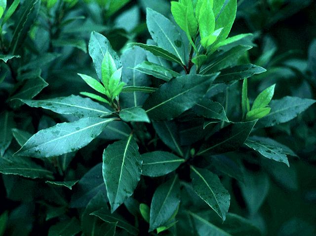 Laurus nobilis (Bay Laurel) Seed Description