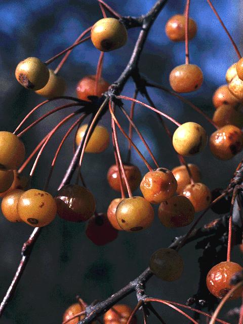 Malus baccata (Siberian Crabapple) Seed Description
