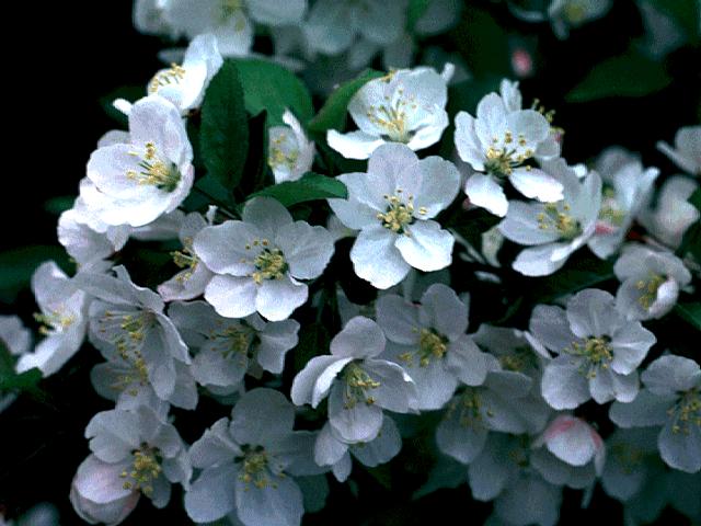 Malus sargentii (Sargents Crabapple) Seed Description