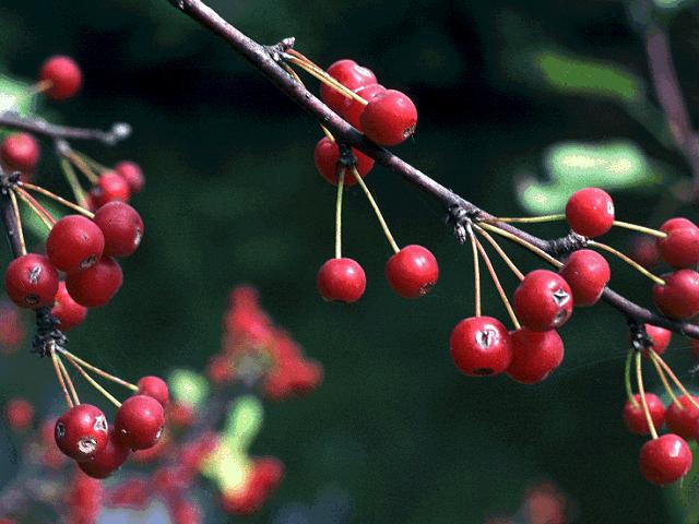 Malus sargentii (Sargents Crabapple) Seed Description