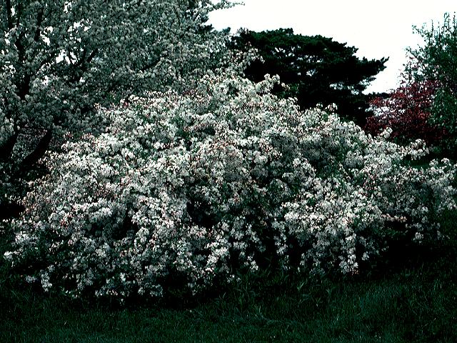 Malus sargentii (Sargents Crabapple) Seed Description