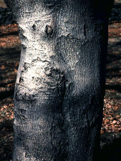 Acer mandshuricum d.w. (Manchurian Maple) Seed Description