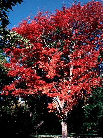 Acer mandshuricum d.w. (Manchurian Maple) Seed Description