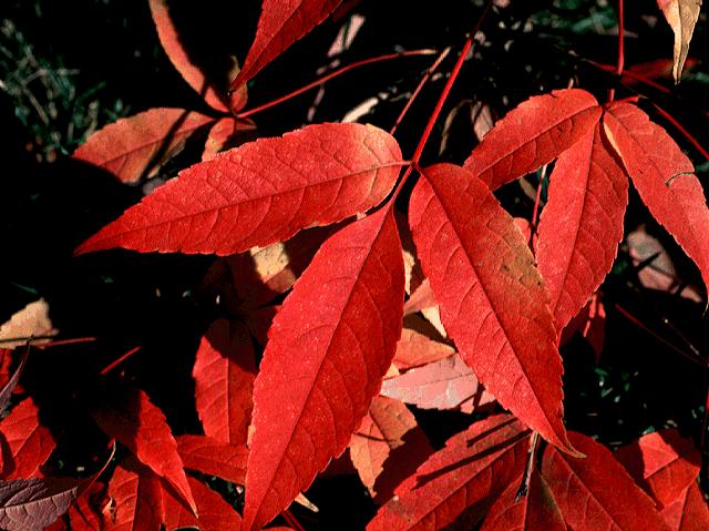 Acer mandshuricum d.w. (Manchurian Maple) Seed Description