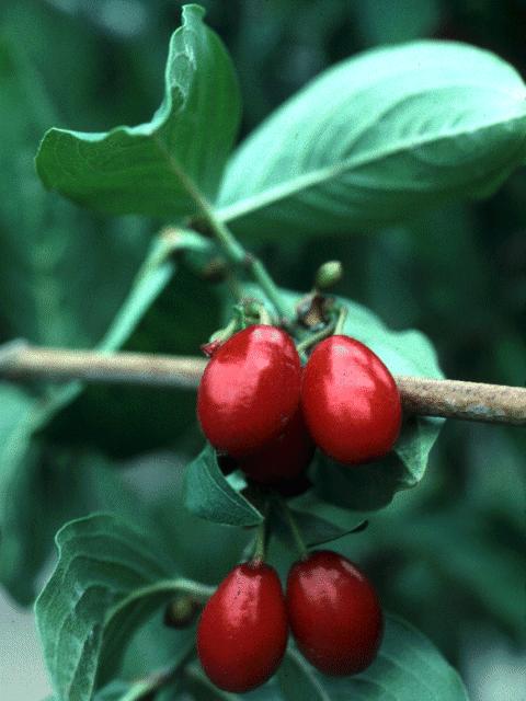 Cornus mas (Cornelian Cherry) Seed Description