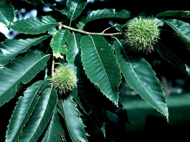 Castanea mollissima (Chinese Chestnut) Seed Description