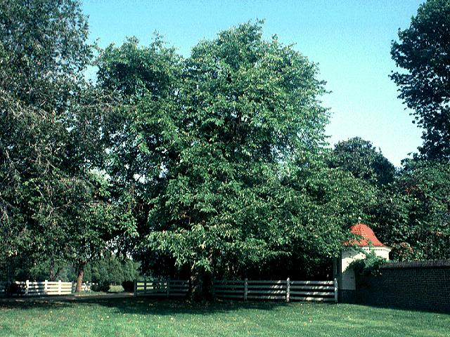 Morus alba (White Mulberry) Seed Description