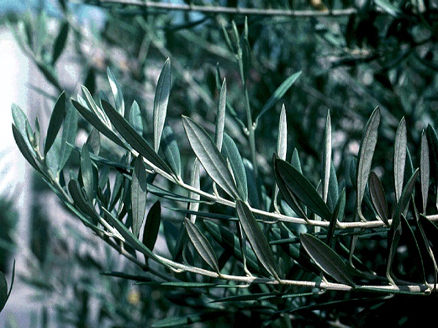 Olea europaea (Olive Tree) Seed Description