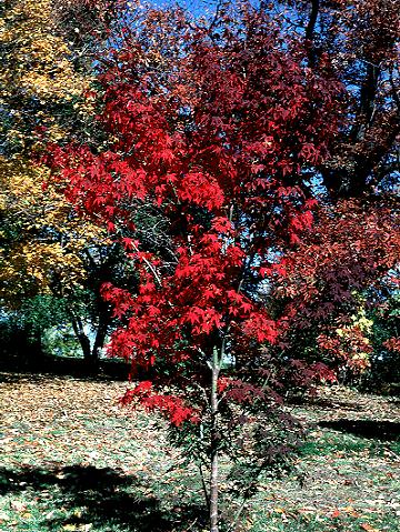 Acer oliverianum d.w. (Oliver Maple) Seed Description