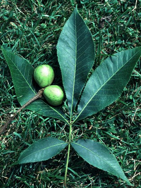 Carya ovata (Shagbark Hickory) Seed Description