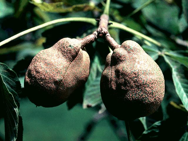 Aesculus pavia (Red Buckeye) Seed Description