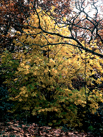 Acer pensylvanicum d.w. (Striped Maple) Seed Description