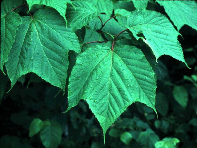 Acer pensylvanicum d.w. (Striped Maple) Seed Description