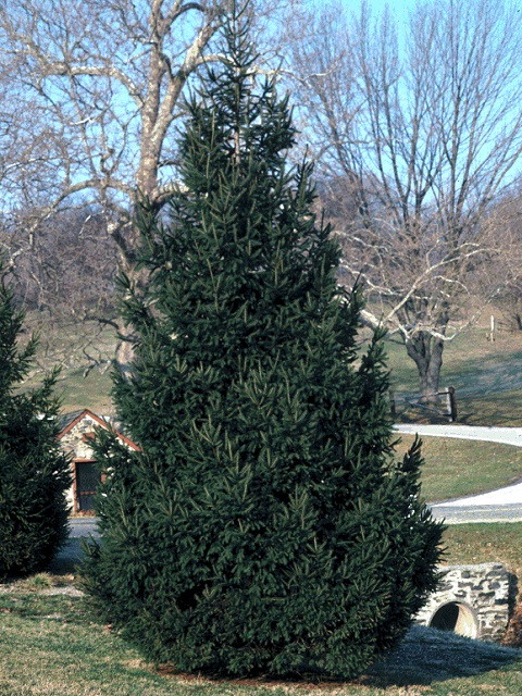 F.W. Schumacher Seed Catalog