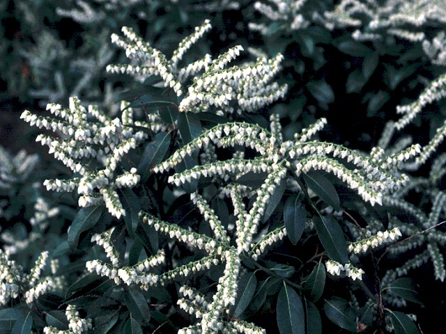 Pieris floribunda (Mountain Andromeda) Seed Description