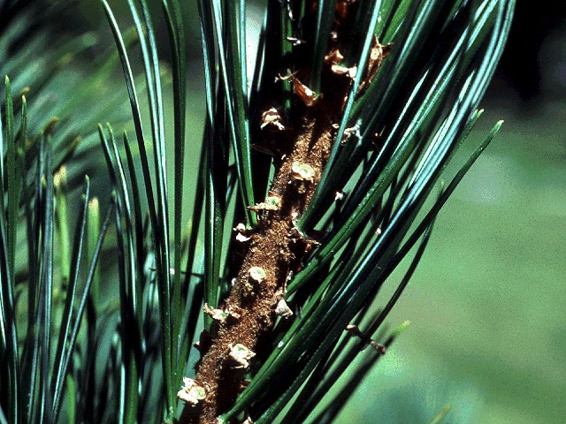 Pinus cembra (Swiss Stone Pine) Seed Description